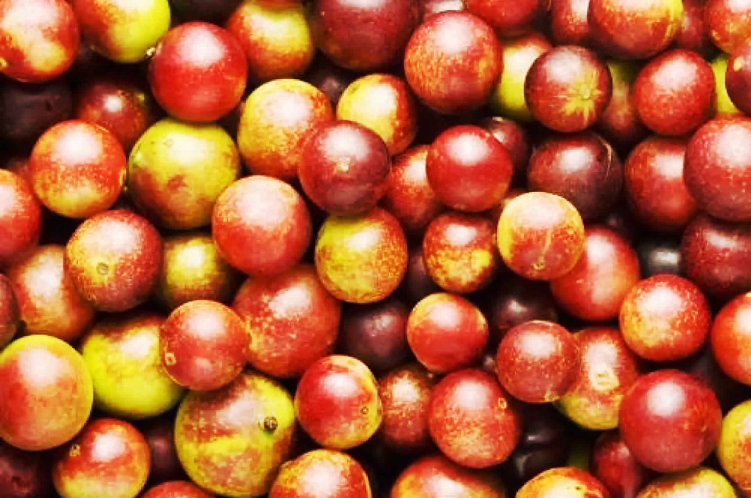Descubre los Poderes del Camu Camu: Superfruta Amazónica