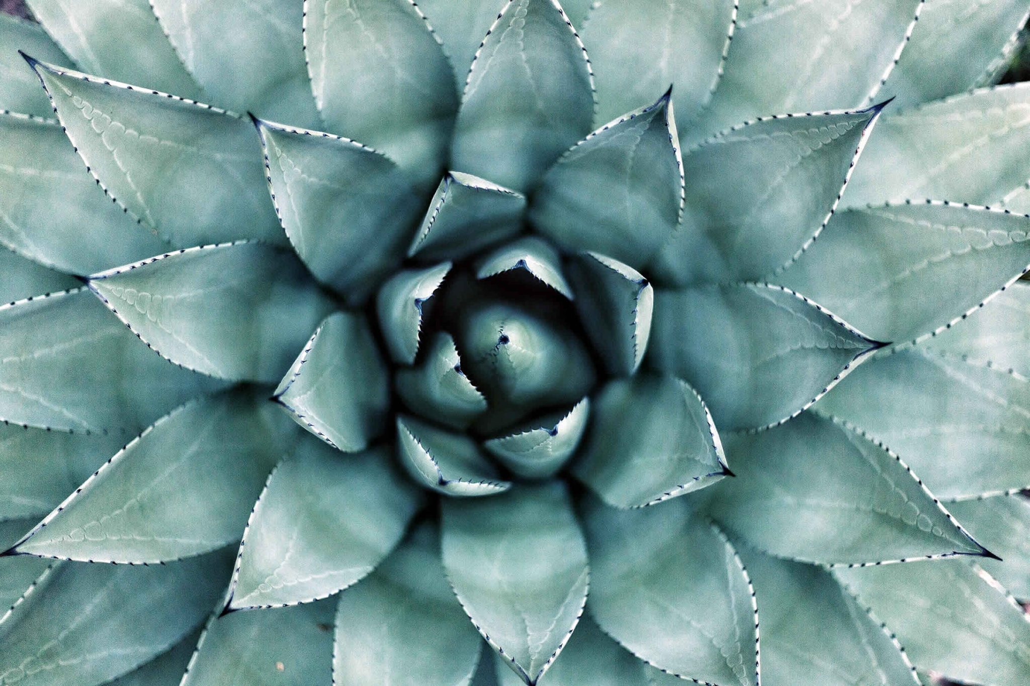 Inulina de Agave: Clave para una Digestión y Salud Óptimas